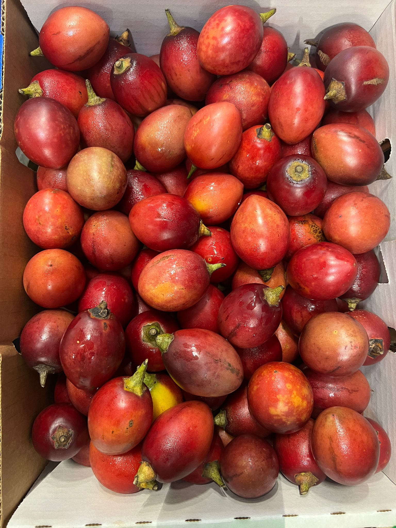 TAMARILLO RED - (*PRE ORDER*) 5KG – Feijoa Addiction