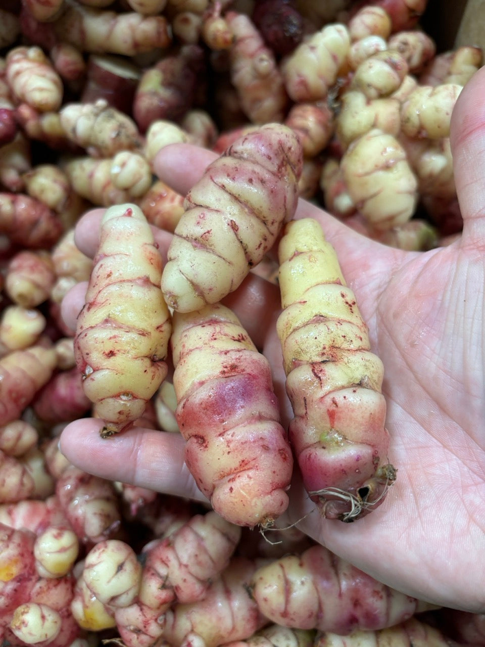 Yams - Oca Variegated (Australia) – Feijoa Addiction